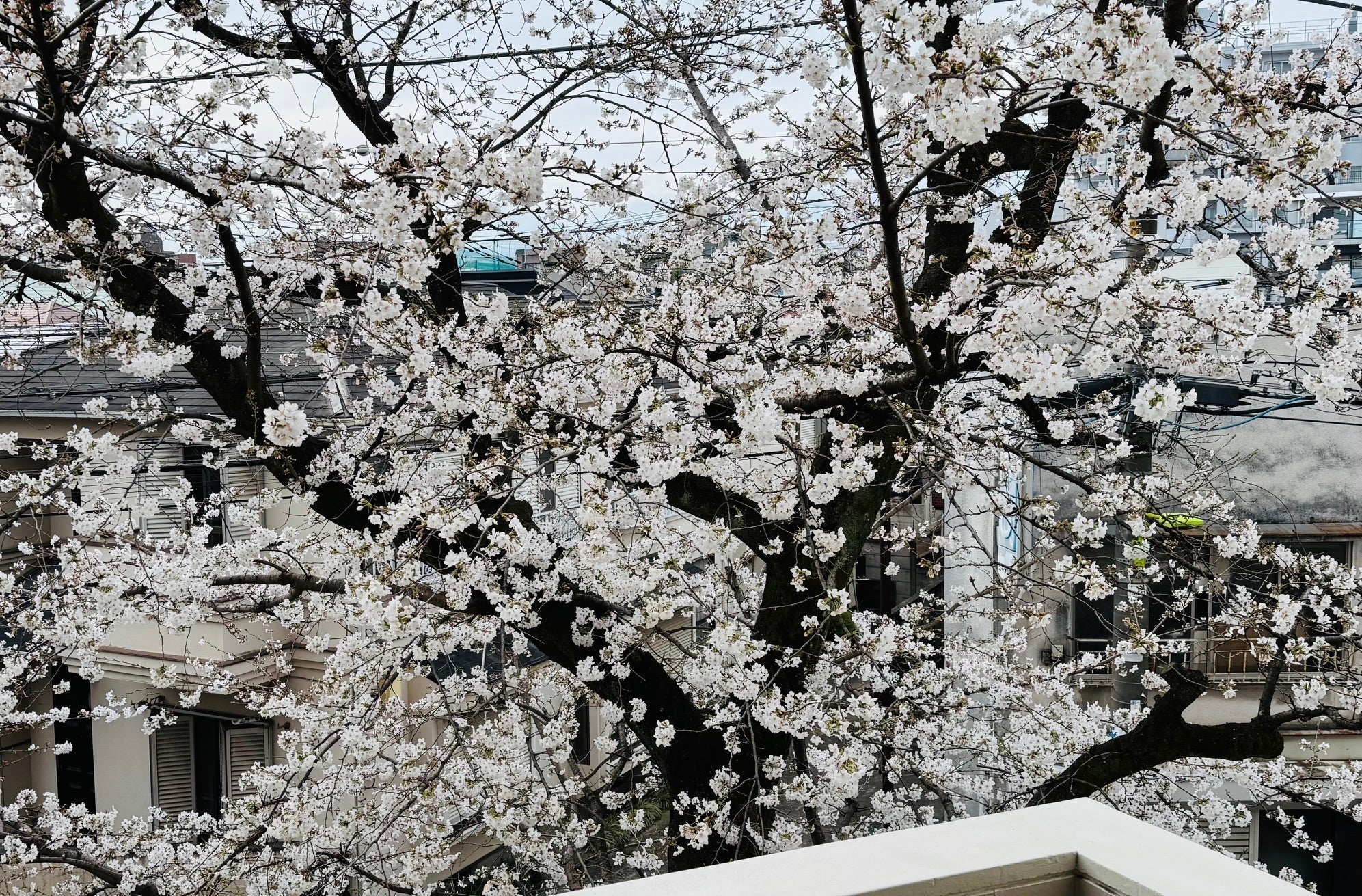 ＃238 桜が満開です♪ – MITSUKO HAMADA