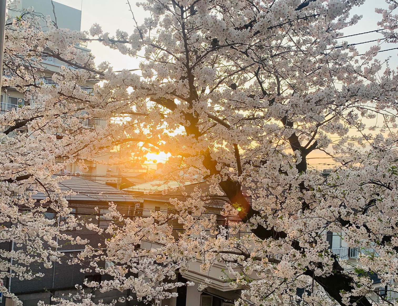 ＃188 一期一会 – MITSUKO HAMADA